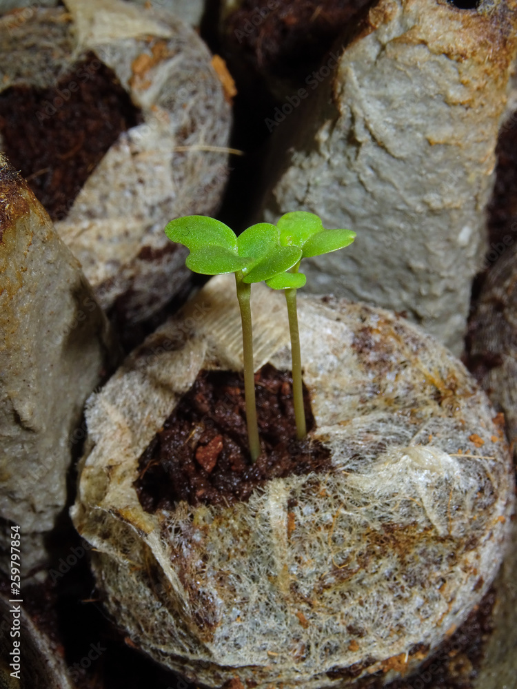 Stock-Foto „Germinating Broccoli plant, growing out of a peat pellet ...