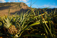 Bottom Of Pineapple Free Stock Photo - Public Domain Pictures