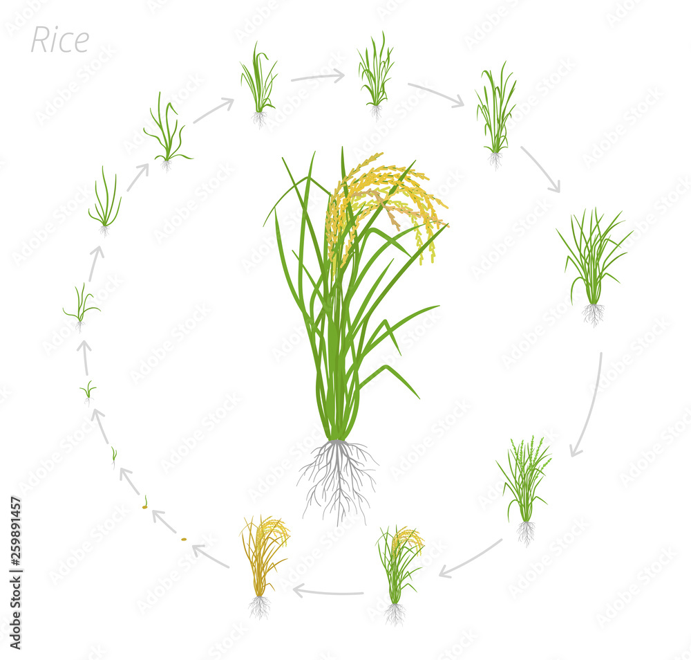 Circular life cycle of rice. Growth stages of rice plant. Rice increase ...