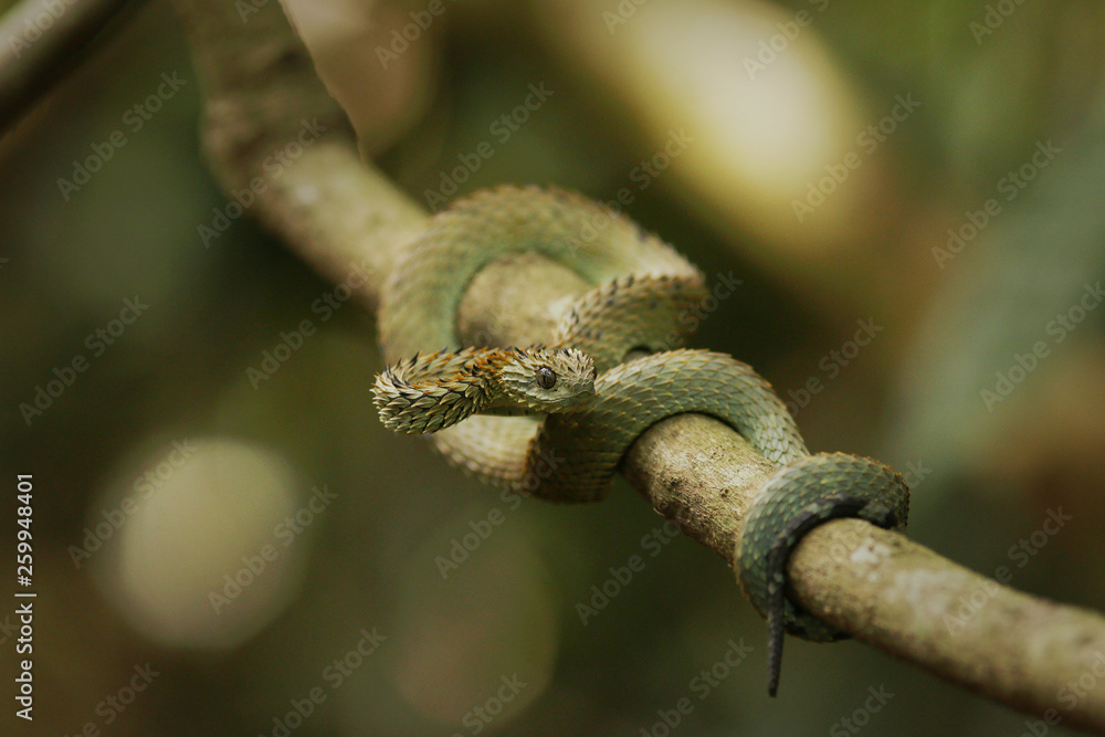 Rough-scaled bush viper, also known as spiny or hairy bush viper in its ...