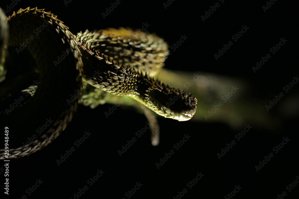 Rough-scaled bush viper, also known as spiny or hairy bush viper in a ...