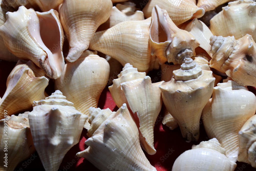 Sea shells in the market. Conch shells at Puri sea beach evening market ...