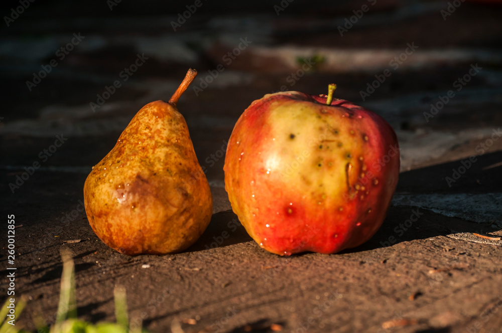 Organic late summer red and yellow apple variety and russeting pear ...