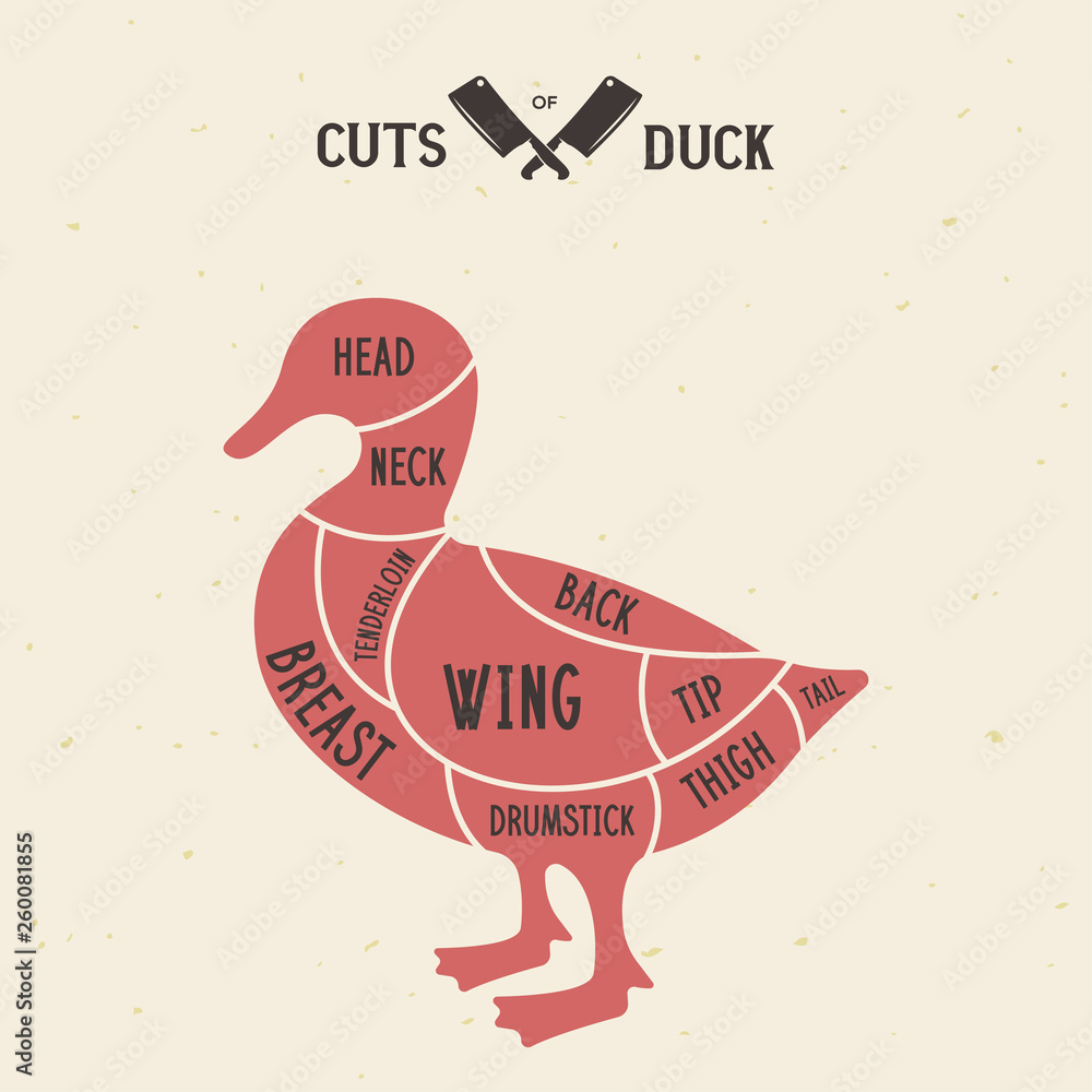 Meat cuts - duck. Diagrams for butcher shop. Scheme of duck. Animal ...