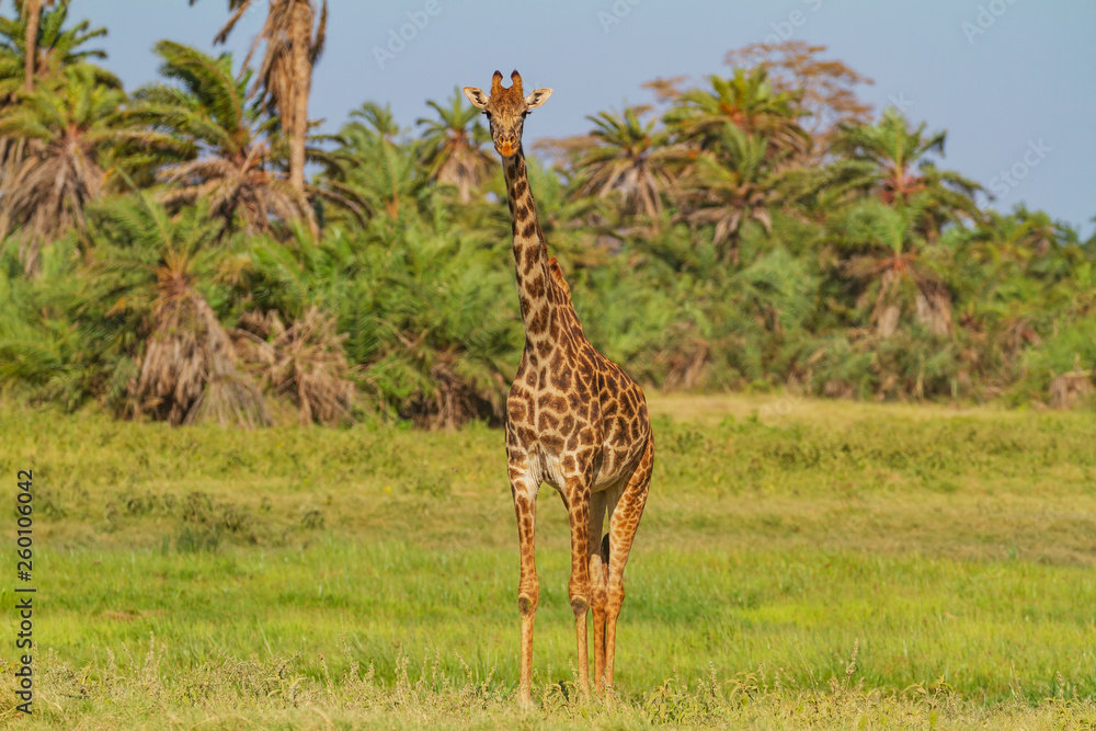 Masai Maasai giraffe (Giraffa tippelskirchi) face forward with long ...