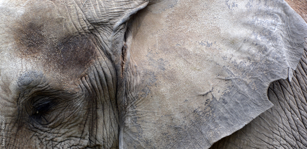 African elephants are elephants of the genus Loxodonta. The genus ...