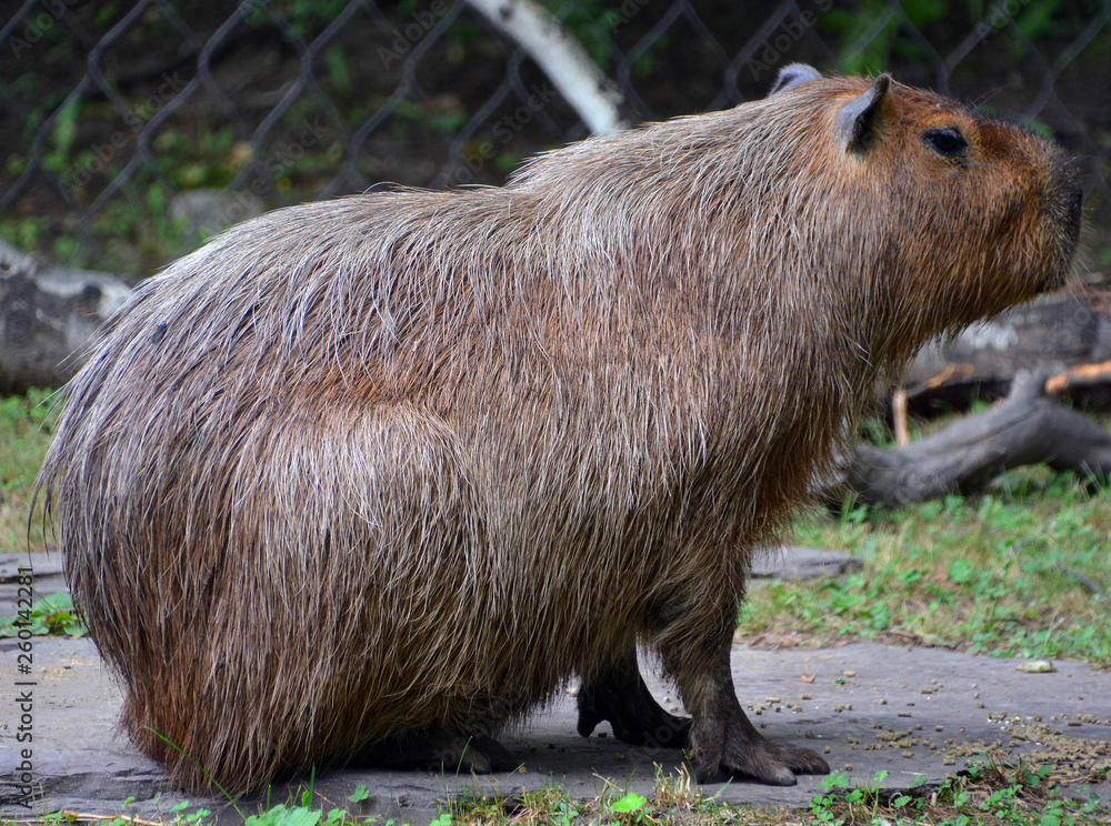 Foto The capybara is the largest rodent in the world. Also called ...