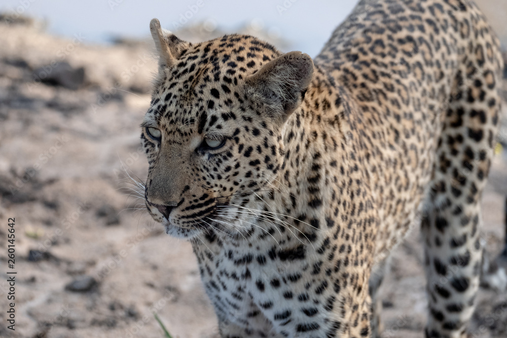 Female leopardess photographed in late afternoon at a waterhole in the ...