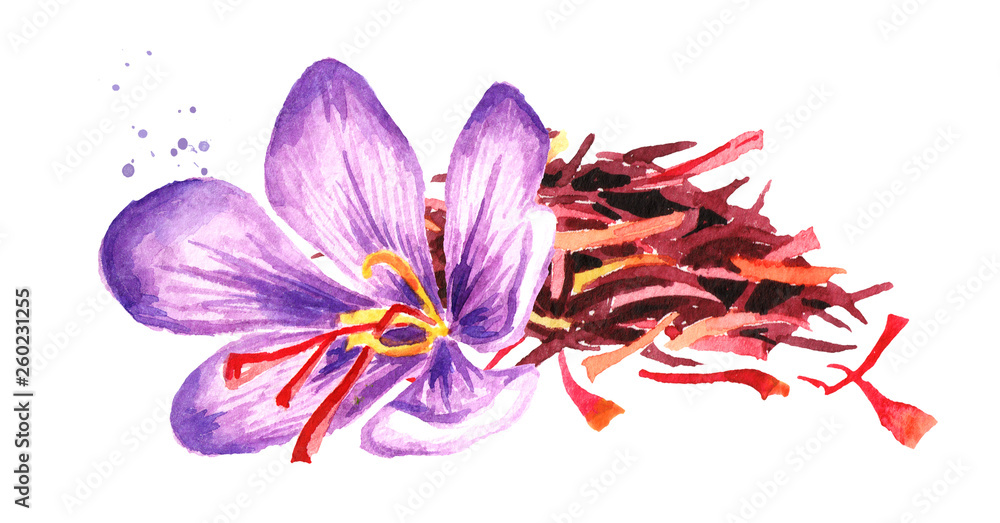 Heap of dried saffron thread with a flower. Watercolor hand drawn ...