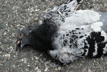 Dead Pigeon Free Stock Photo - Public Domain Pictures