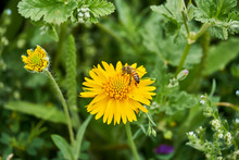 Bitter Sneezeweed Wildflowers Free Stock Photo - Public Domain Pictures