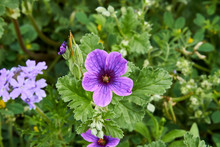 Purple Dicot Free Stock Photo - Public Domain Pictures
