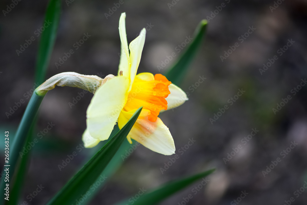 Beautiful spring flowers narcissus jonquilla, jonquil, rush daffodil is ...