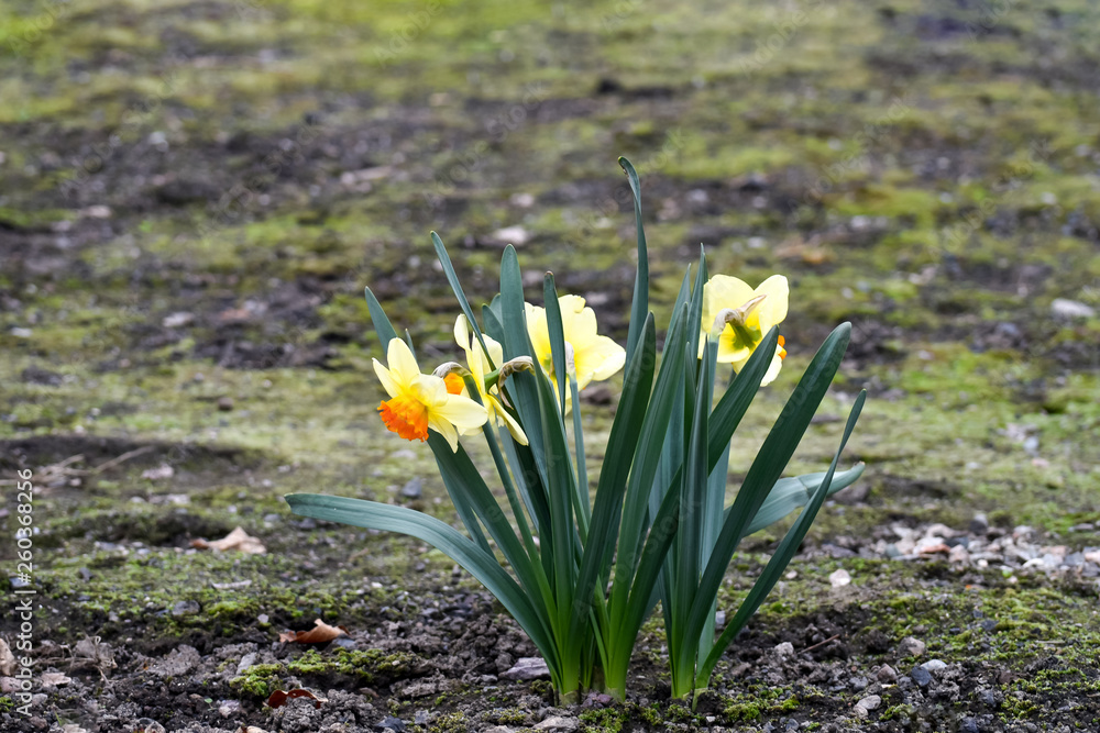 Beautiful spring flowers narcissus jonquilla, jonquil, rush daffodil is ...