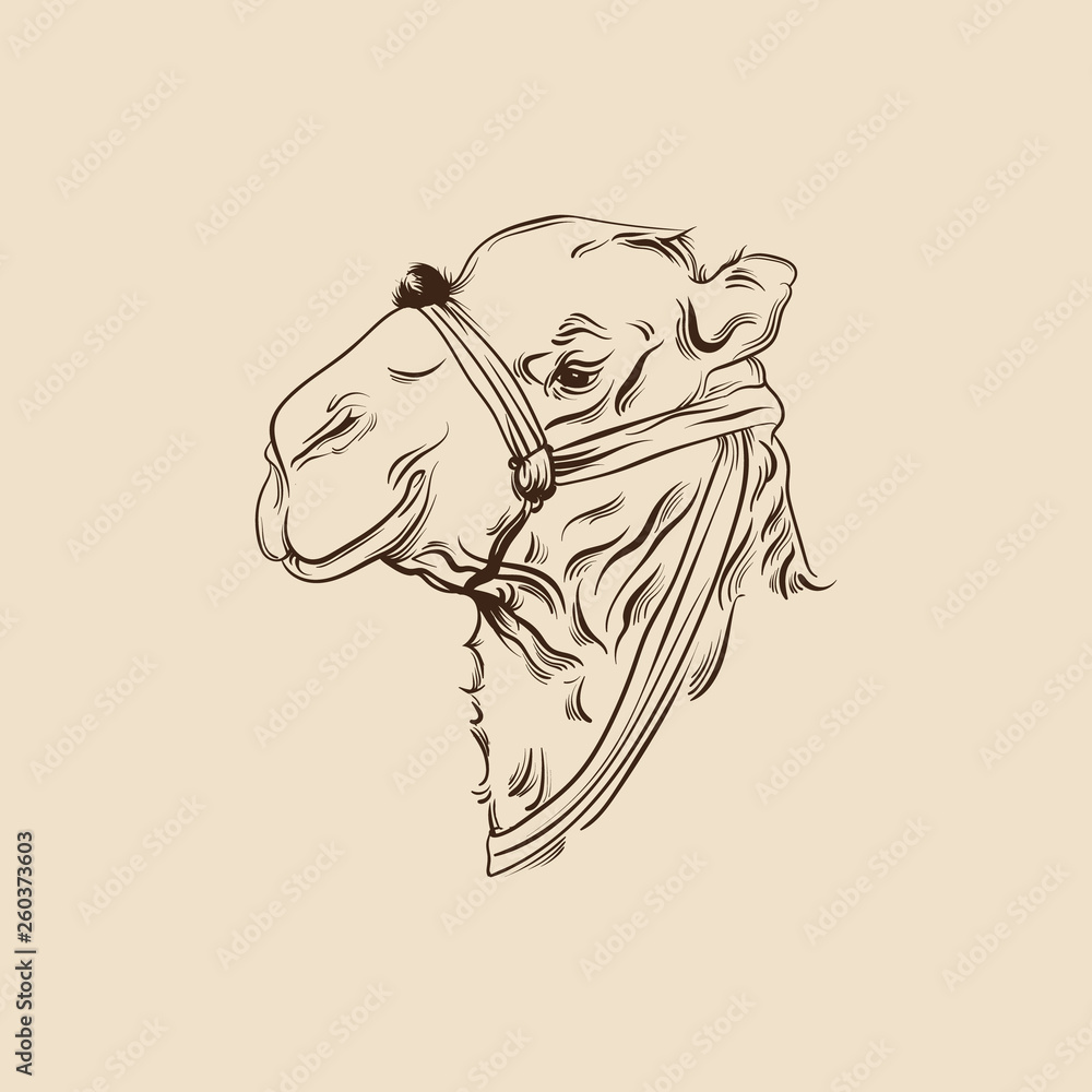 Vector illustration of camel. Hand drawn head of camel made in ...