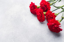 Single Red Carnation Free Stock Photo - Public Domain Pictures
