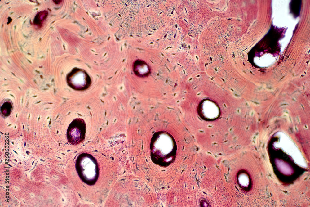 Histology of human compact bone tissue under microscope view for ...