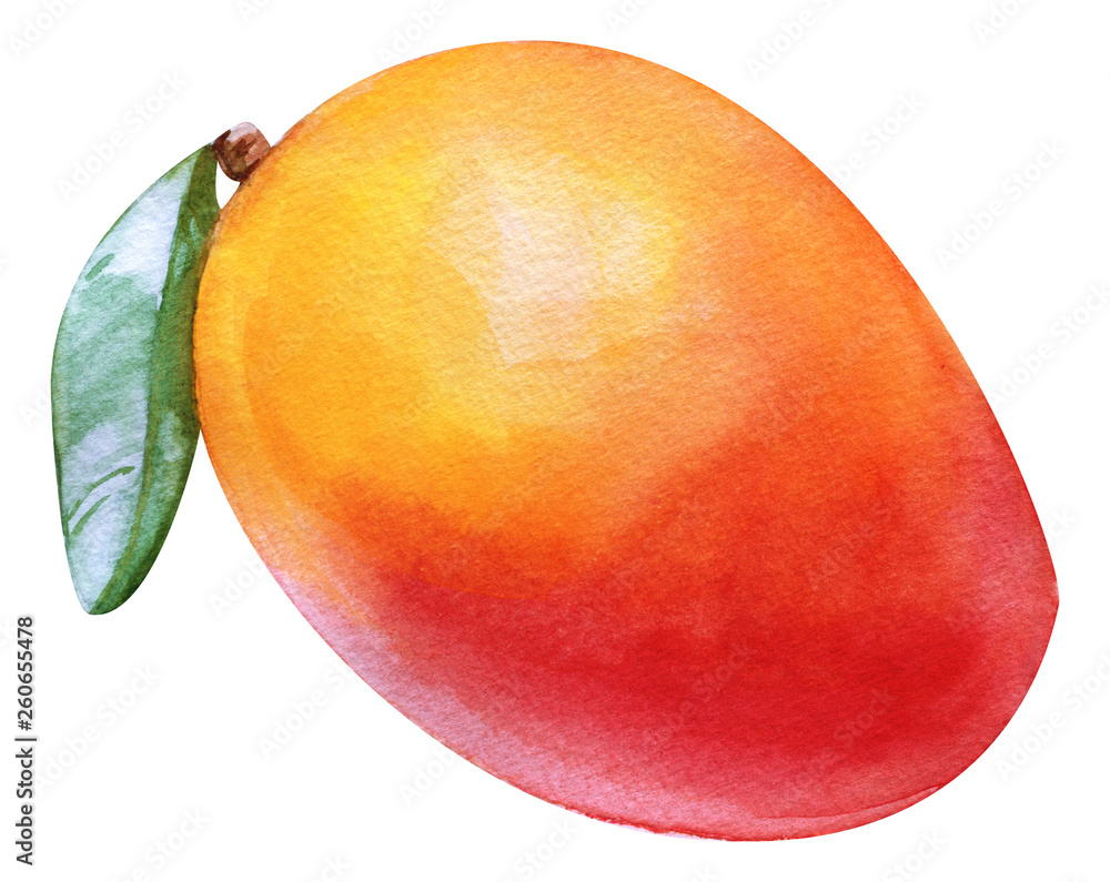 Watercolor mango tropical. Isolated fresh exotic mango fruit on white ...
