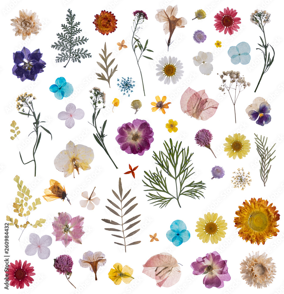 flat pressed dried flower pattern isolated on white background Stock ...