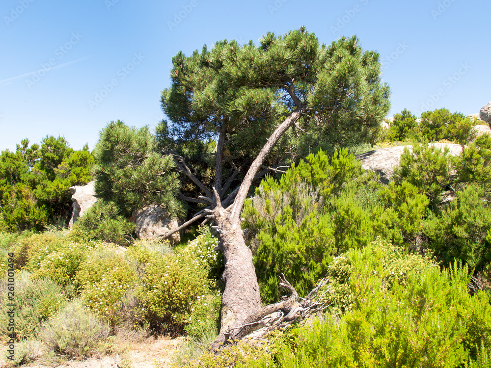 inland areas with Mediterranean vegetation Stock Photo | Adobe Stock