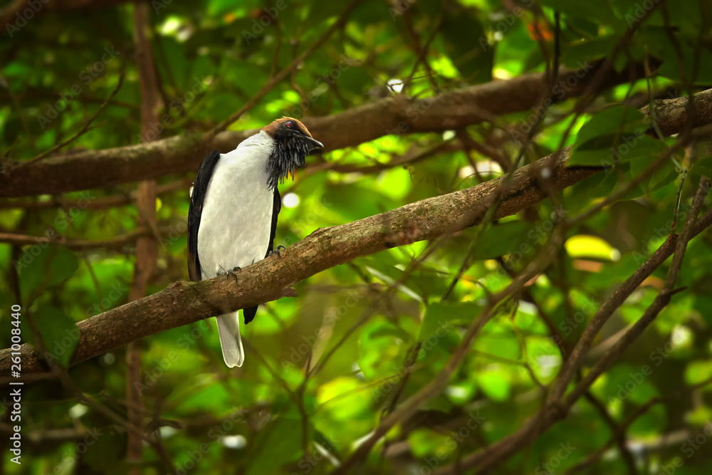 Bearded bellbird, Procnias averano, male. Strange bird with black ...
