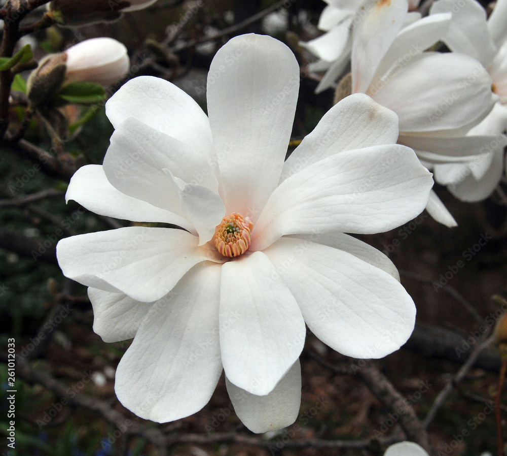 Magnolia tree flower is a large genus of about 210 flowering plant ...