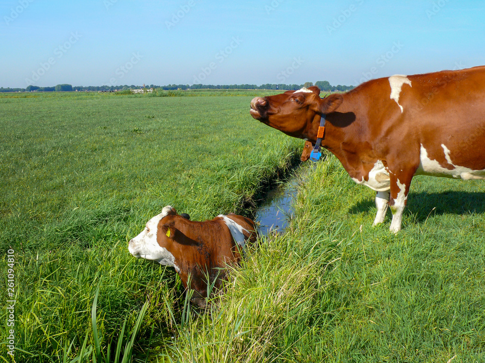 Cow in ditch, trapped, wailing cow beside the ditch sounds alarm for ...