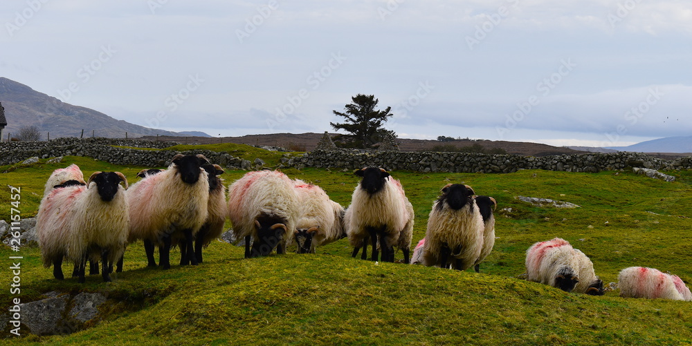 Flock of sheep in Connemara National Park, County Galway, Ireland Stock ...