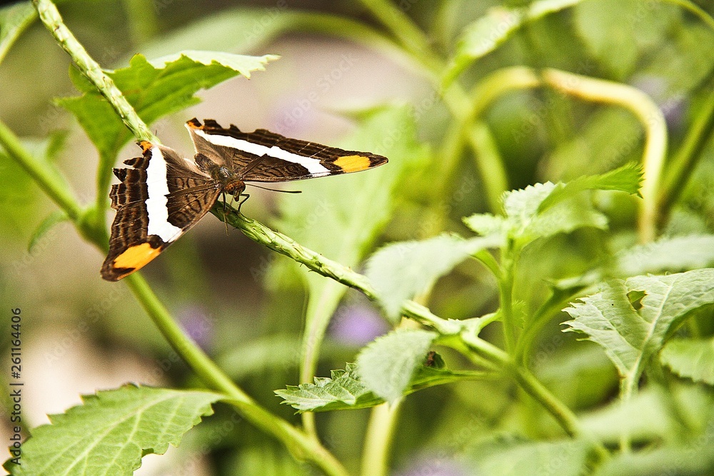 Mariposario Del Zoológico De Chapultepec Stock Photo | Adobe Stock