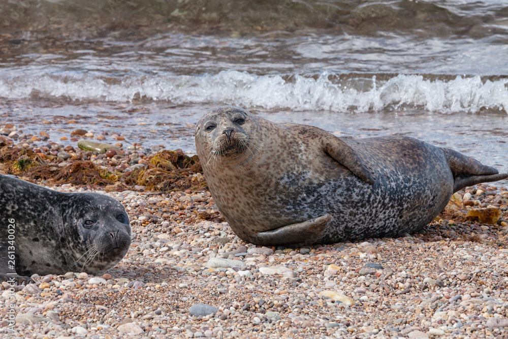 Basking Common or Harbor Seals (Phoca vitulina) at Portgordon beach ...