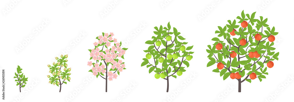 Apple tree growth stages. Vector illustration. Ripening period ...