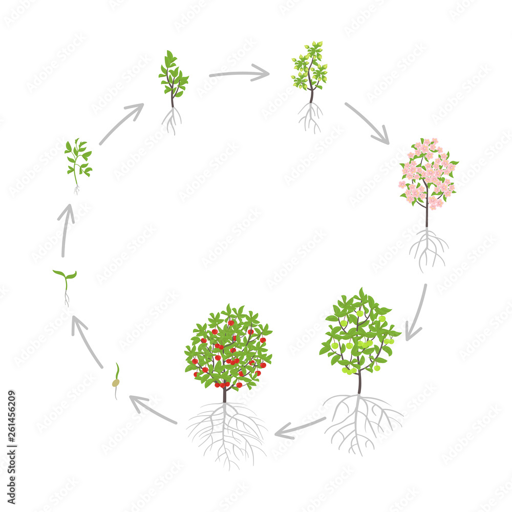 Cherry tree growth stages. Vector illustration. Ripening period ...