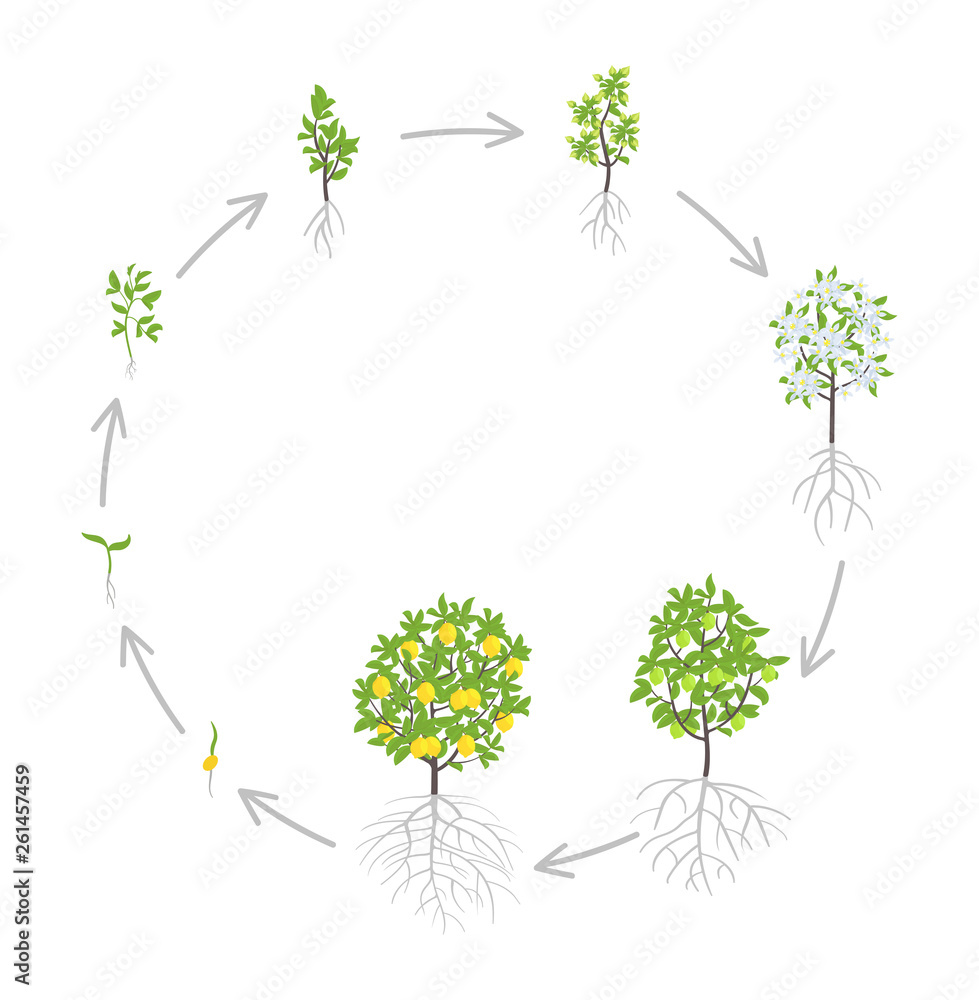 Vector de Stock Lemon tree growth stages. Vector illustration. Ripening ...
