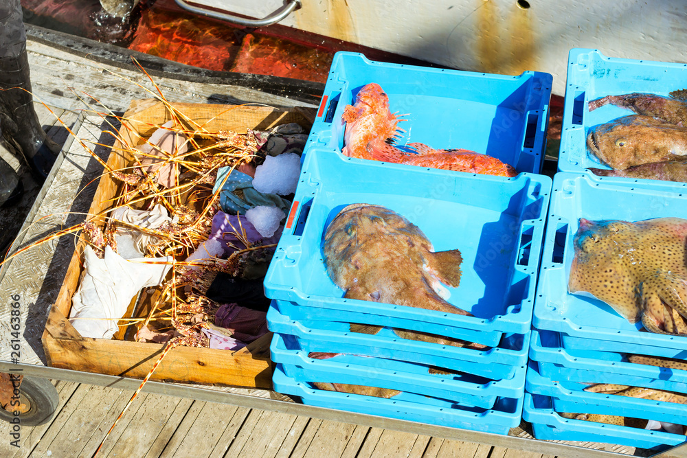 Blue plastic containers with catch of sea lobster, Electric Stingray ...