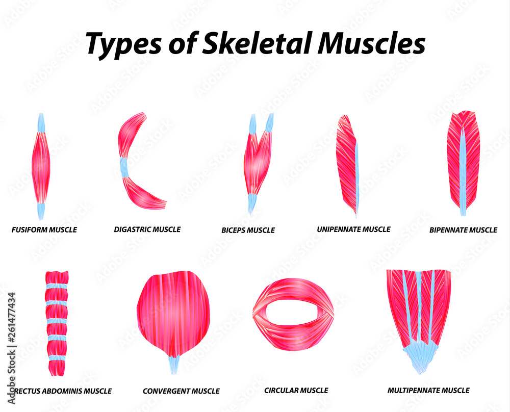 The anatomical structure of skeletal muscles. Infographic. Vector ...