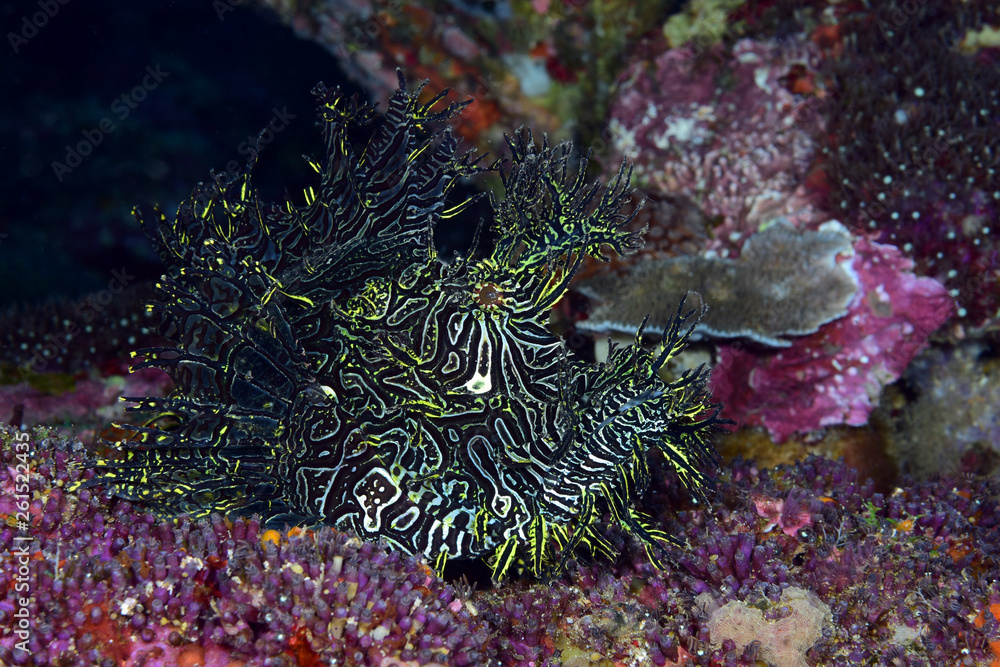 Incredible Underwater World - Lacy scorpionfish - Rhinopias aphanes ...
