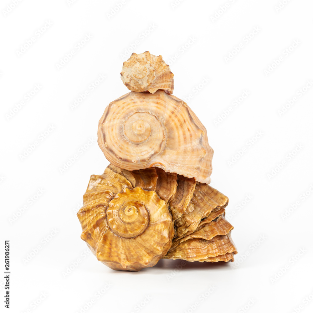 Pyramid of sea shells rapana close-up on white background Stock Photo ...