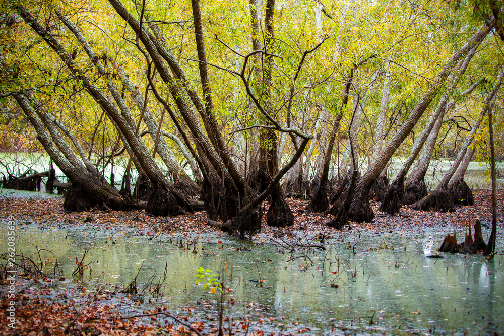 A beautiful swamp full of Water willow (salix caroliniana)along the ...