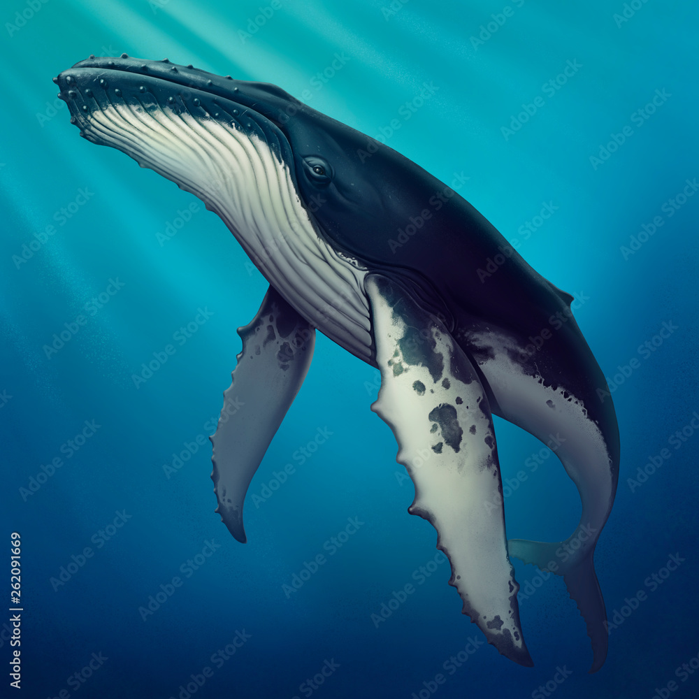 How To Draw A Realistic Humpback Whale