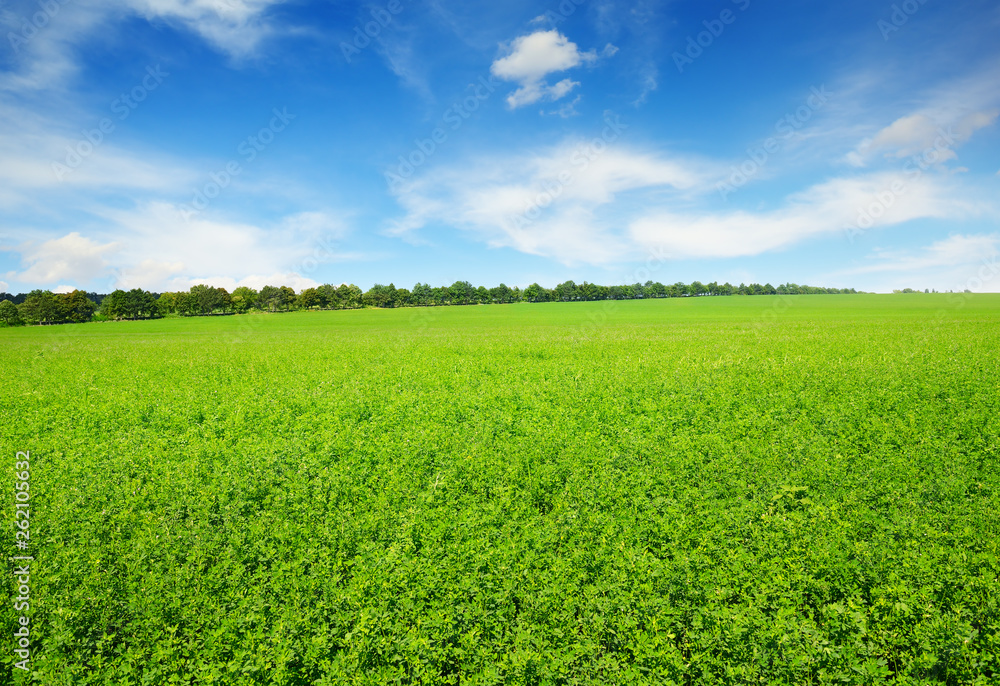 Fresh spring clover field Stock Photo | Adobe Stock