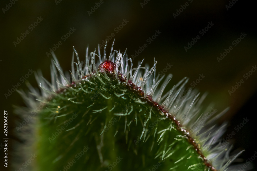 Macro Photos of Early Spring Time, Nature is waking up to Life Flowers ...