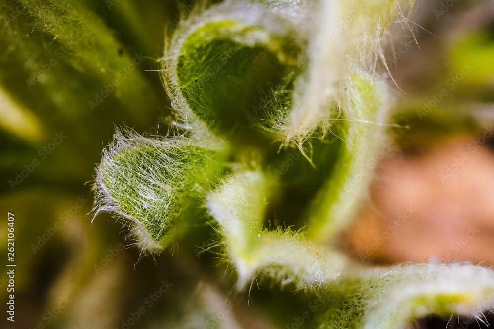 Macro Photos of Early Spring Time, Nature is waking up to Life Flowers ...