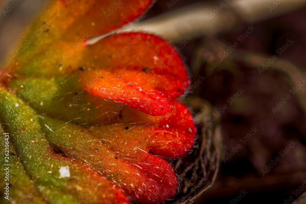 Macro Photos of Early Spring Time, Nature is waking up to Life Flowers ...