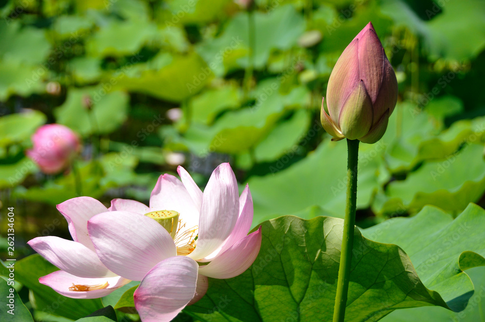 Indian Names For Lotus Flower