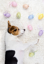 Happy Passover Dog Greeting Free Stock Photo - Public Domain Pictures