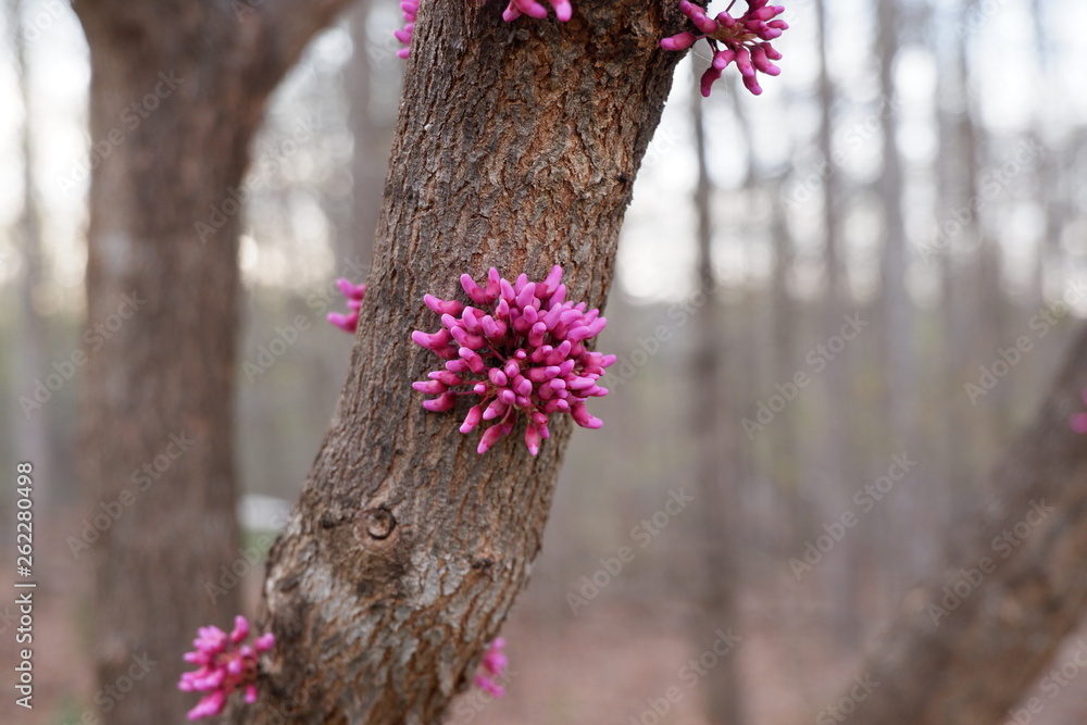 Budding Red Bud Tree Stock Photo | Adobe Stock