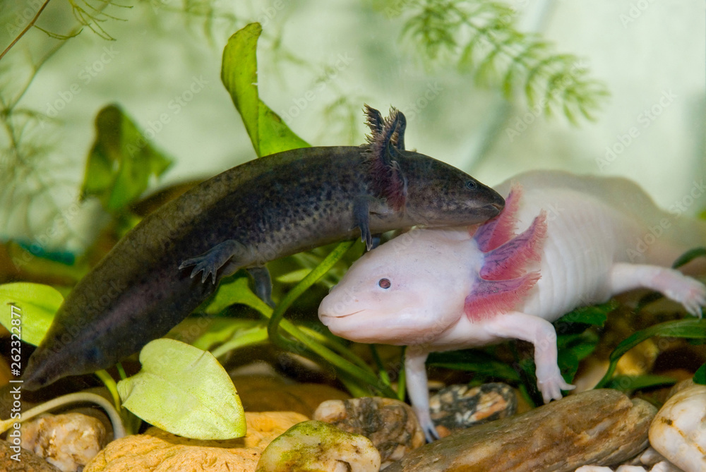 Underwater Axolotl portrait close up in an aquarium. Mexican walking ...