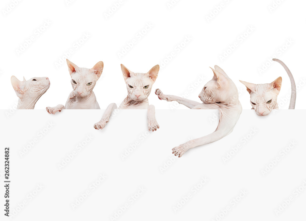 Many kittens don sphynx. Hairless cat with paper banner card isolated ...