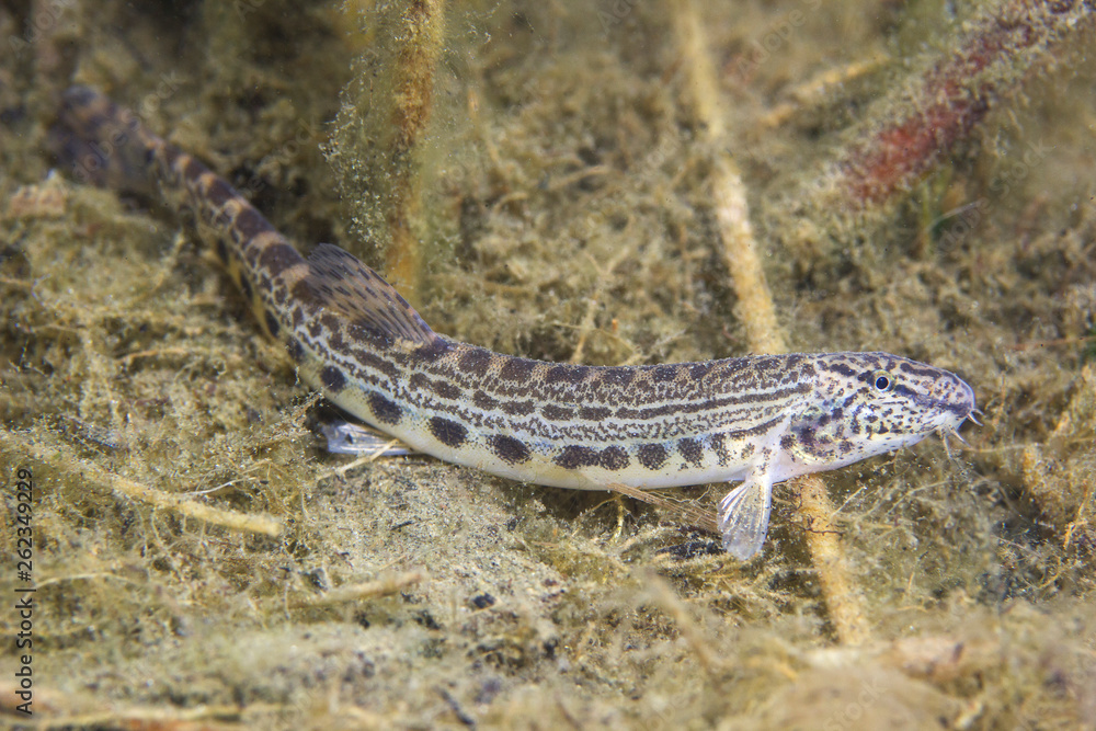 Underwater photography of freshwater fish Danubian spined loach ...