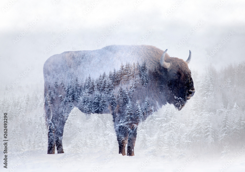 Double exposure of a wild bison, buffalo and a pine forest Stock Photo ...